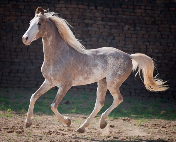 24 Horses With The Most Beautiful And Unique Colors In The World