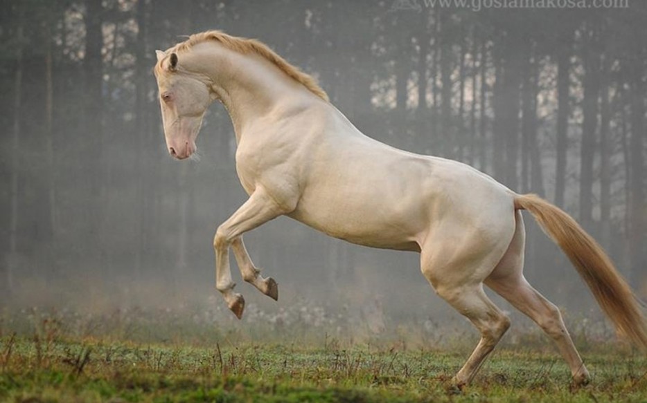 24 Horses With The Most Beautiful And Unique Colors In The World