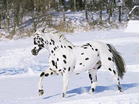 24 Horses With The Most Beautiful And Unique Colors In The World