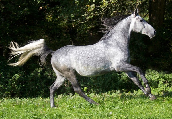 24 Horses With The Most Beautiful And Unique Colors In The World