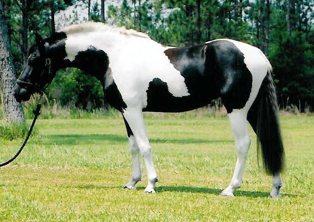 24 Horses With The Most Beautiful And Unique Colors In The World