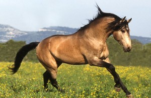 24 Horses With The Most Beautiful And Unique Colors In The World