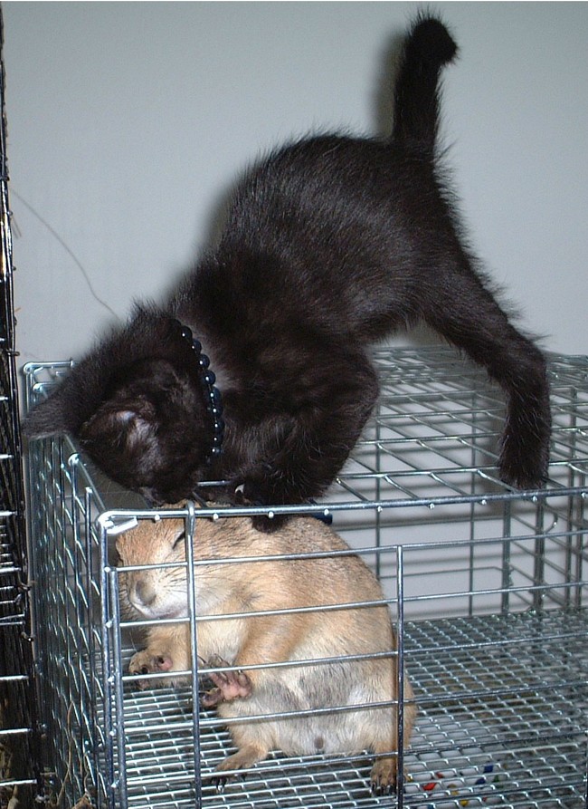 14 Animals That Are Just Confused By What Species They Are