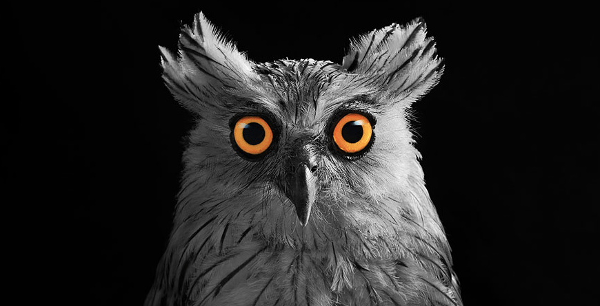 Photographer Captures Incredible Photos Of Owls Like None You've Seen ...