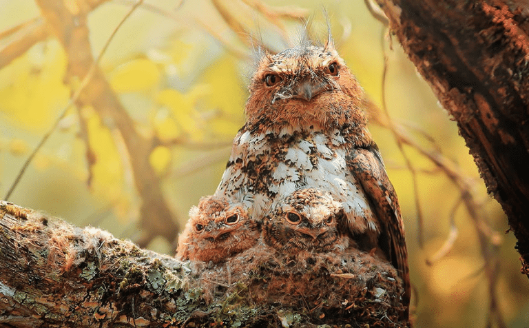 Photographer Captures Incredible Photos Of Owls Like None You've Seen ...