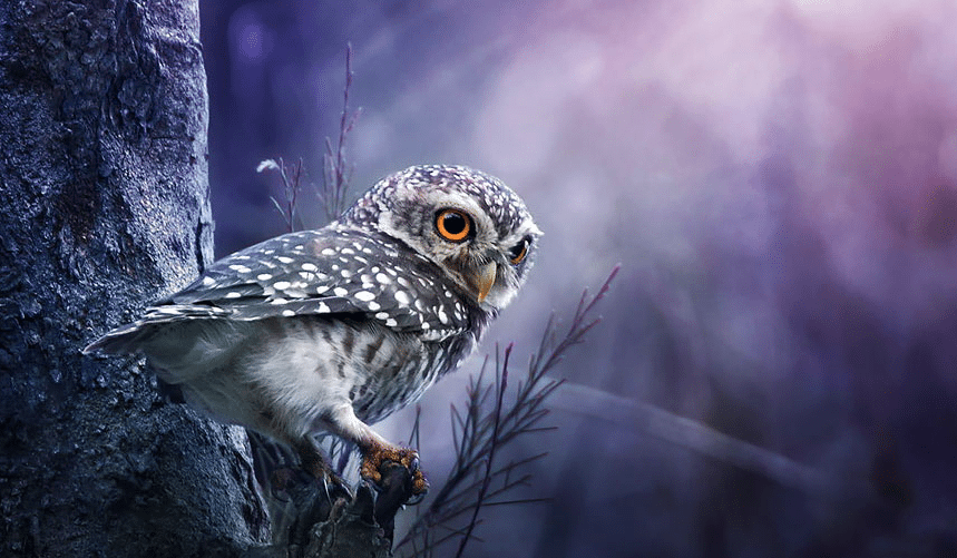 Photographer Captures Incredible Photos Of Owls Like None You've Seen ...