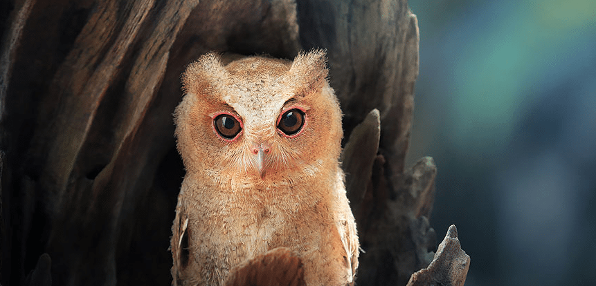 Photographer Captures Incredible Photos Of Owls Like None You've Seen ...
