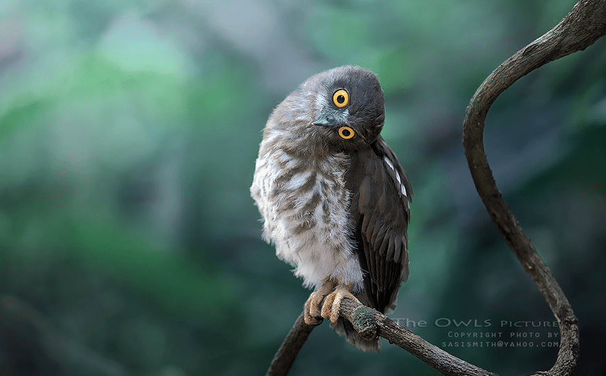 Photographer Captures Incredible Photos Of Owls Like None You've Seen ...