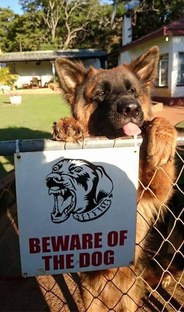 14 'vicious' dogs behind those 'beware of dog' signs