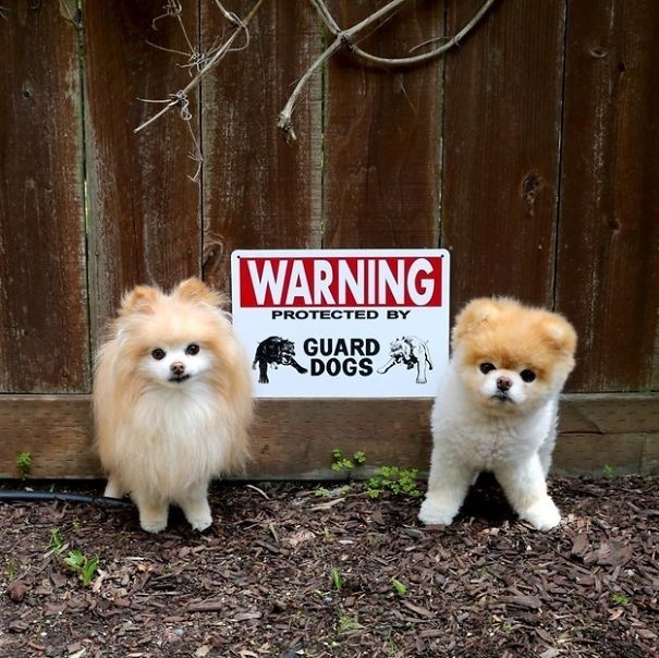 14 'vicious' dogs behind those 'beware of dog' signs