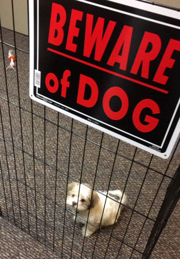 14 'vicious' dogs behind those 'beware of dog' signs
