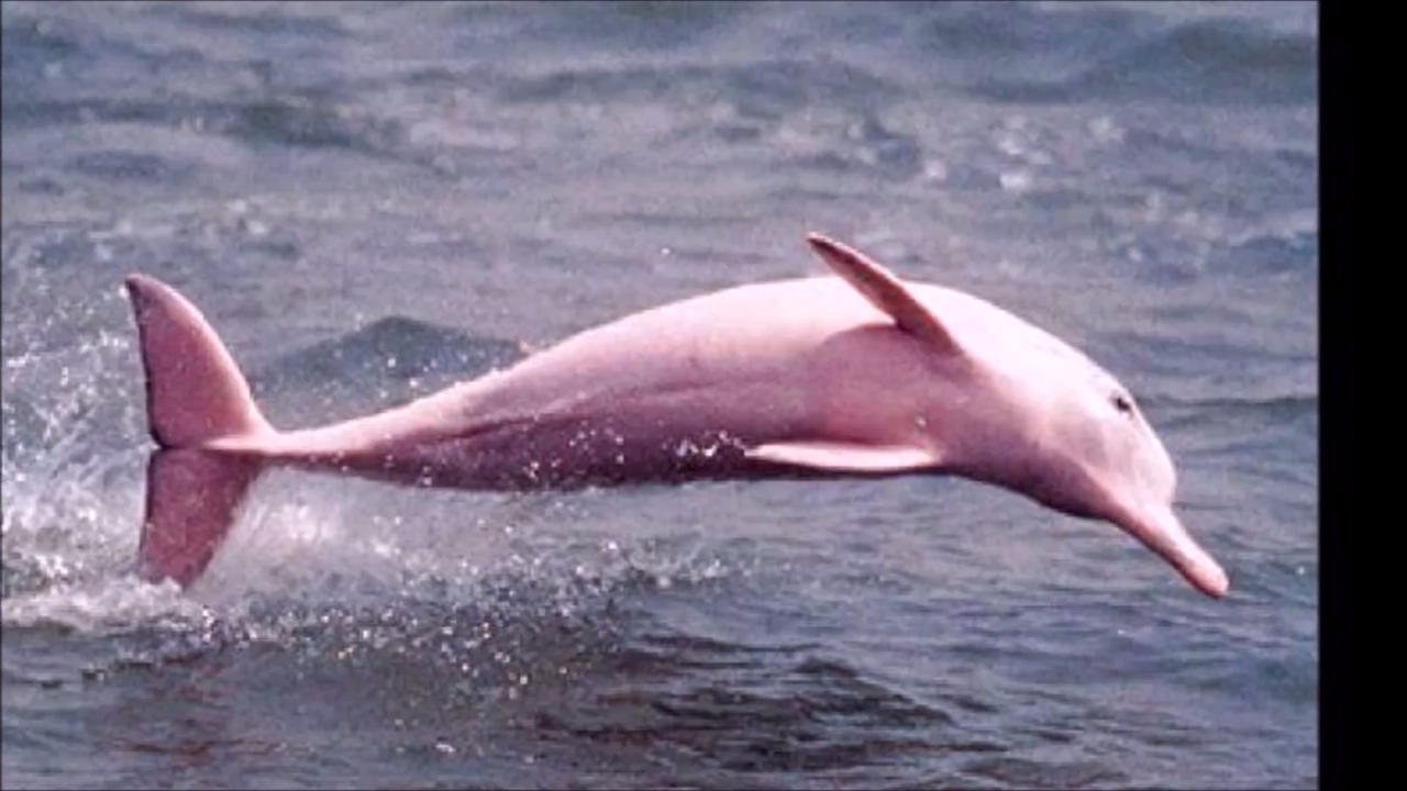 Boaters In Louisiana Spot A Very Rare Sight, Capture A Pink Dolphin ...