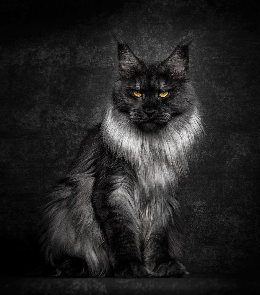 Photographer Takes Incredible Photos Of Maine Coons