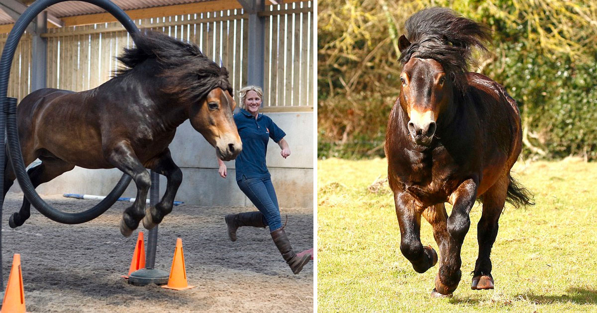 Horse Rescued From Euthanasia Becomes World Champ