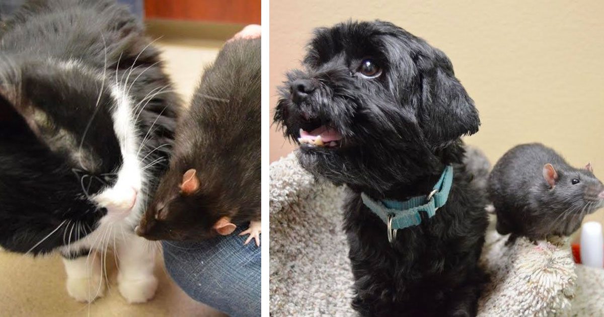 Abandoned Dog, Cat, And Rat Become Best Friends