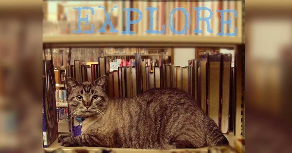 Local library fires beloved cat from his job, then Internet comes to ...