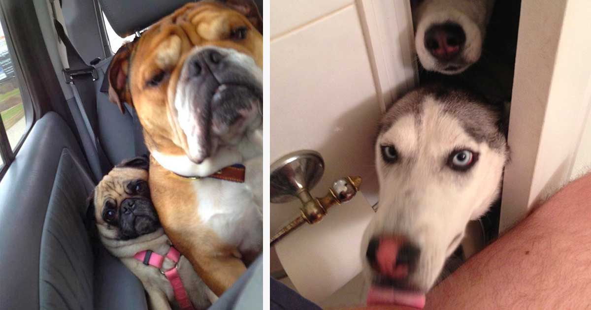 Do Dogs Like Their Own Space