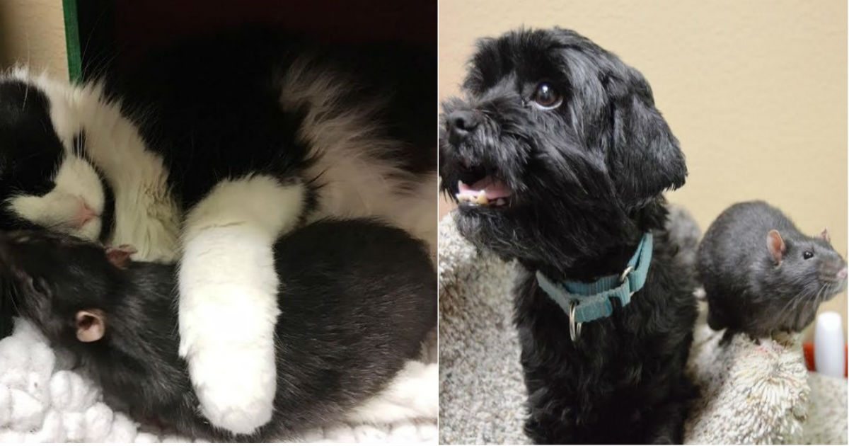 Shelter Dog, Cat, and Rat Become Unlikely Best Friends