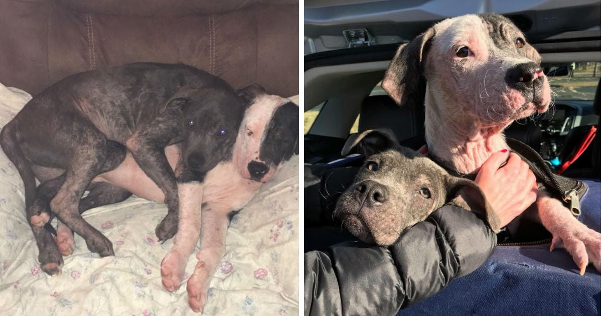 Sick Pit Bull Sisters Refuse To Leave Each Other's Side