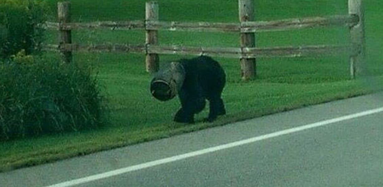 Bear Gets Bucket Stuck On Head, Incredible Rescue Ensues