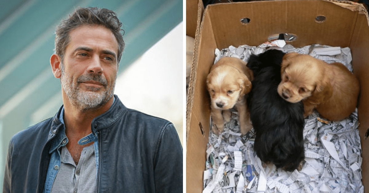 Estrella de The Walking Dead rescata cachorro moribundo