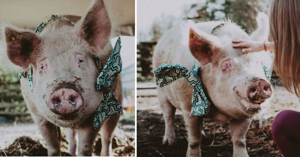 800-Pound Pig Is Looking For His Forever Home