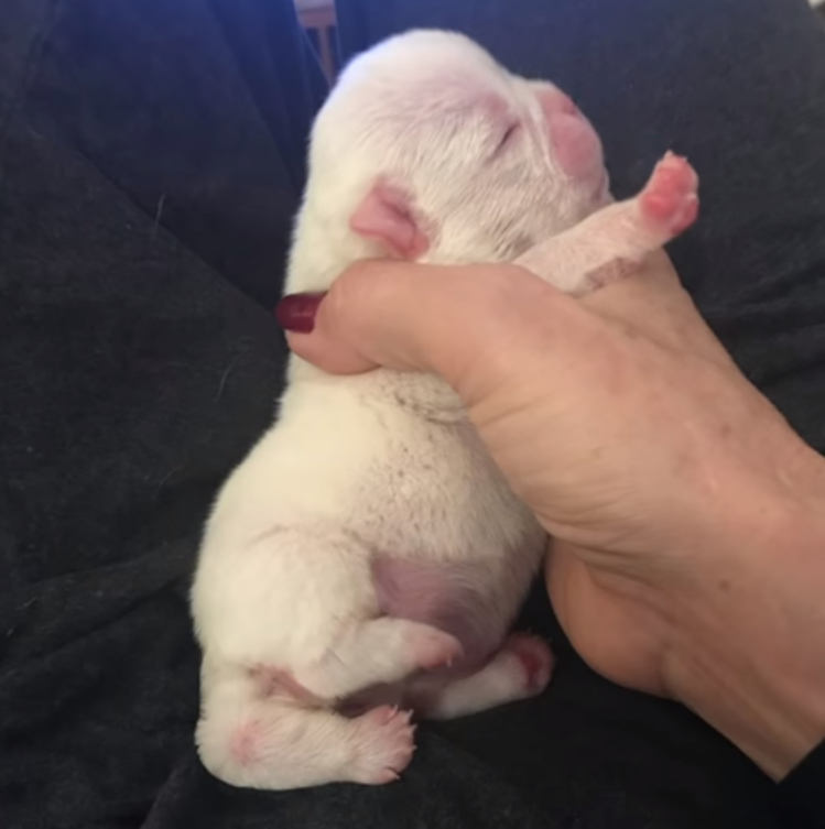 English Bulldog Puppy Is Born With Five Legs