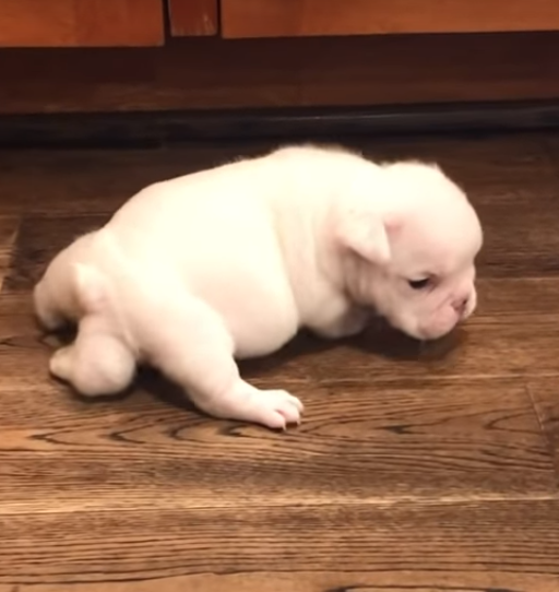 English Bulldog Puppy Is Born With Five Legs