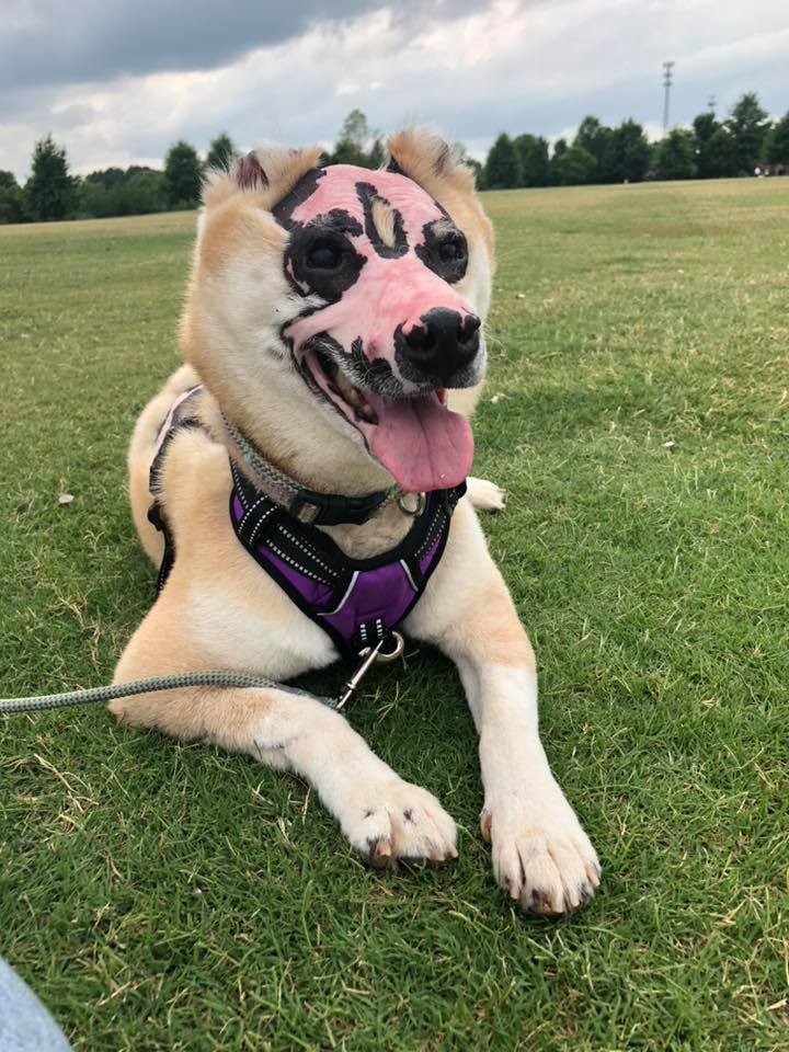 Dog who survived fire becomes therapy dog for burn victims