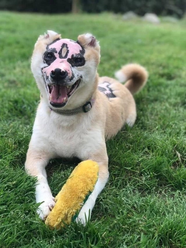 Dog who survived fire becomes therapy dog for burn victims