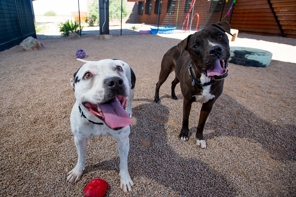 Pit bulls become best friends while they’re in shelter