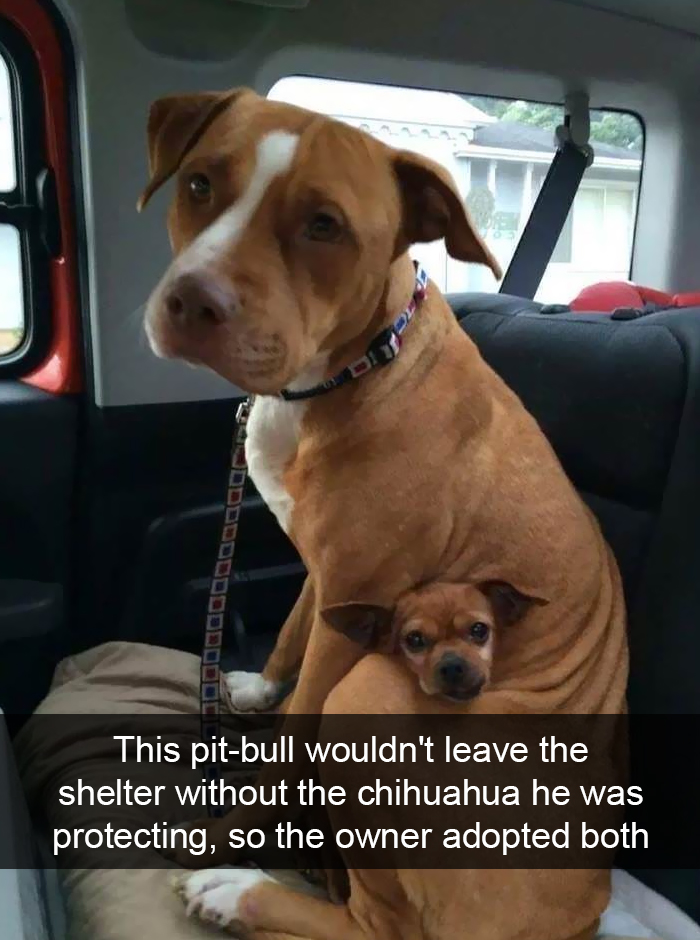 75 sweet and funny dog photos to boost your mood