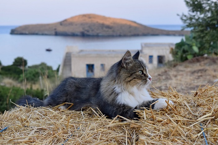 Take care of 55 cats to live on Greek island
