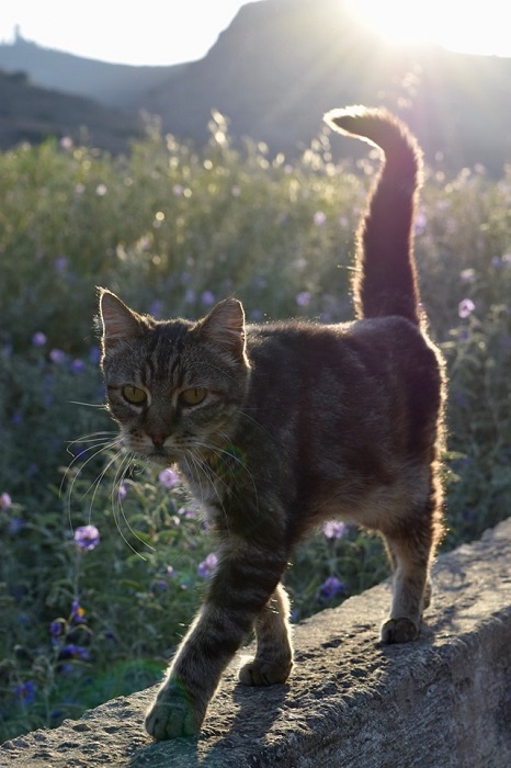 Take care of 55 cats to live on Greek island