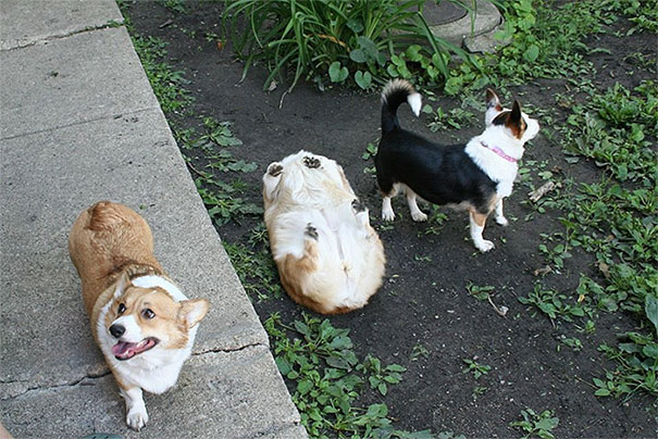 75 hilarious animal fails caught on camera