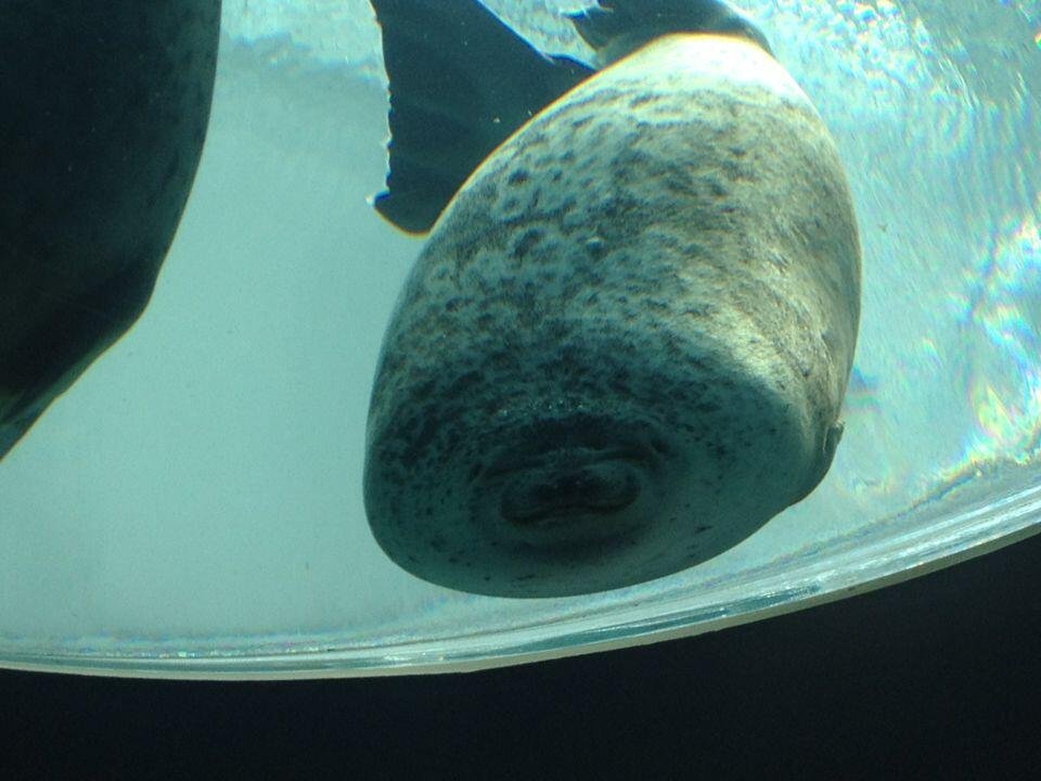 75 hilarious animal fails caught on camera