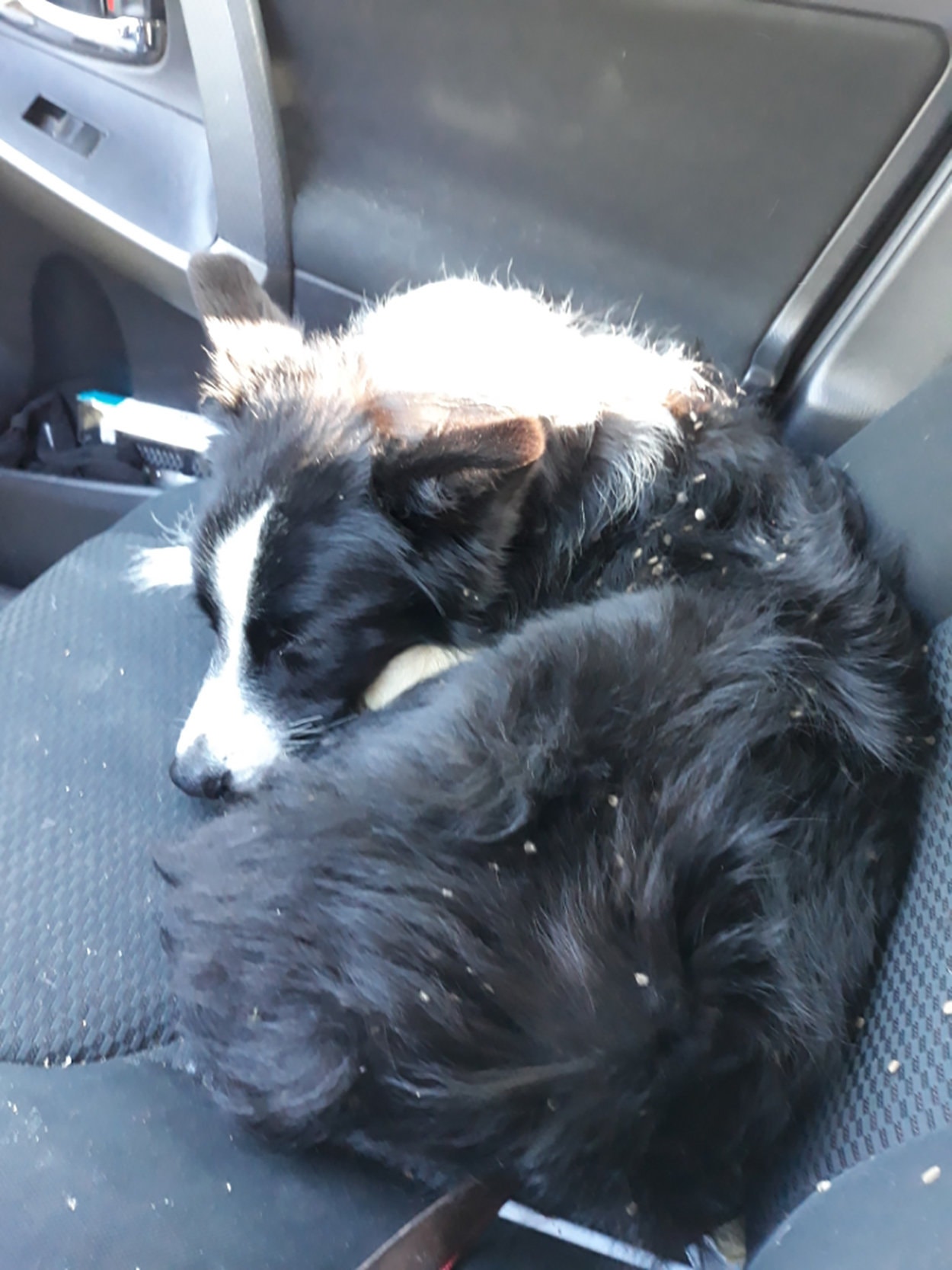 Woman lost her dog, quits her job to search for him for 57 days