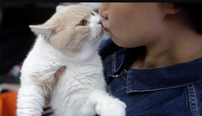 Cats may bond with their humans like children do with parents