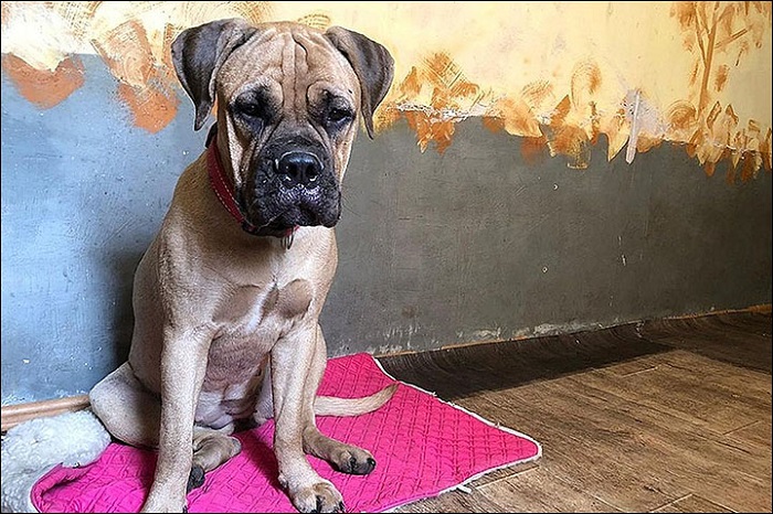 Adorable dog rejected twice by owners, recovering slowly