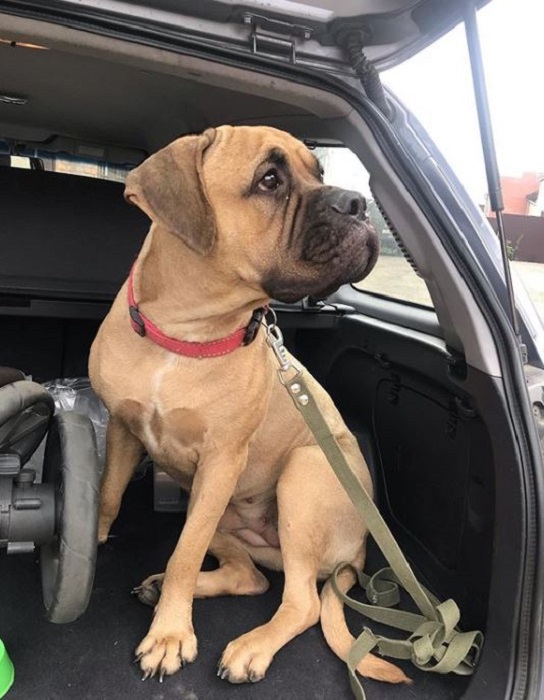 Adorable dog rejected twice by owners, recovering slowly