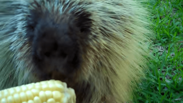 Mom gives corn to 'Teddy the Porcupine,' makes hilarious sound when she ...