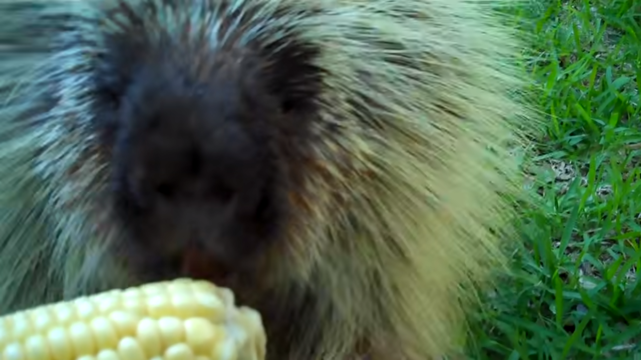 Mom gives corn to 'Teddy the Porcupine,' makes hilarious sound when she ...