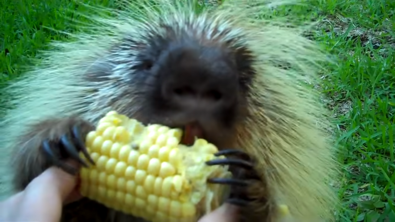 Mom gives corn to 'Teddy the Porcupine,' makes hilarious sound when she ...