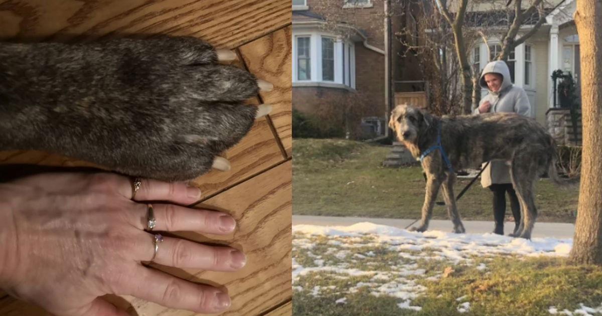 50 Photos people have posted of their Irish Wolfhounds that show how ...