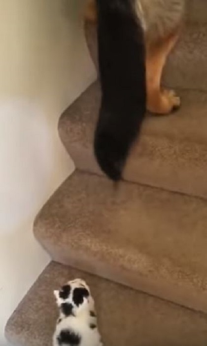 Dog sees adorable kitten trying to hop up the stairs, decides to carry him