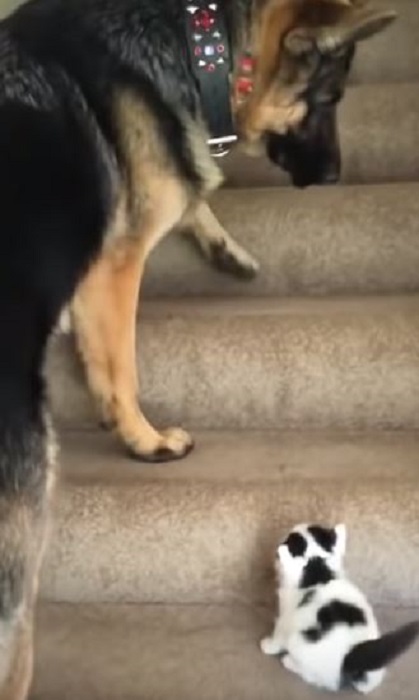 Dog sees adorable kitten trying to hop up the stairs, decides to carry him