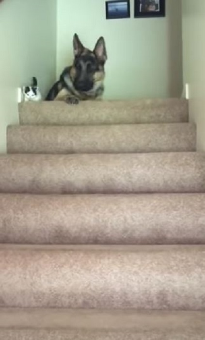 Dog sees adorable kitten trying to hop up the stairs, decides to carry him