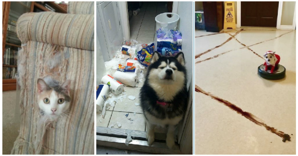 75 pet owners who never should have trusted their pets to be home alone
