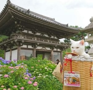 Japan has a cat shrine with the cutest monks — caught in photographs