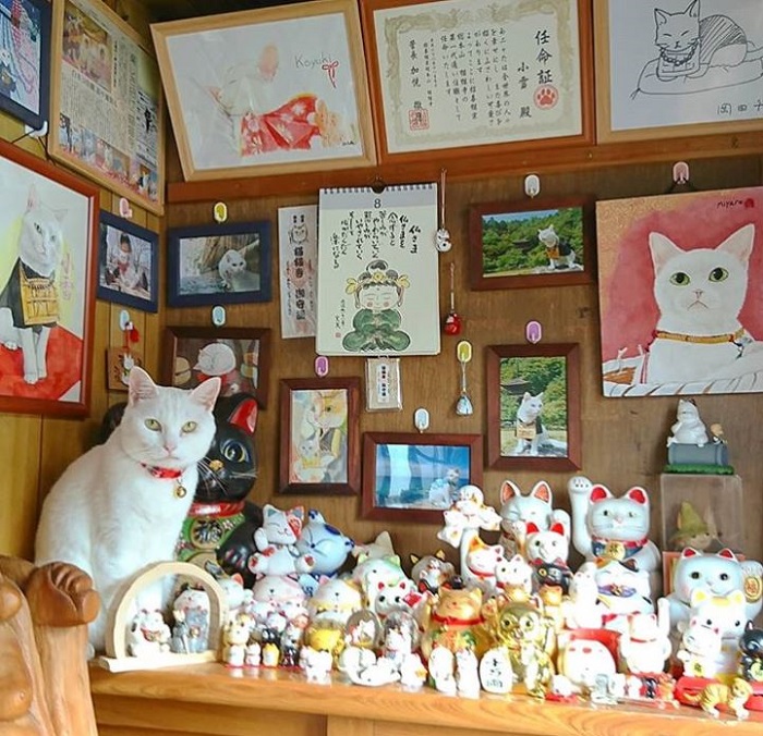 Japan has a cat shrine with the cutest monks — caught in photographs